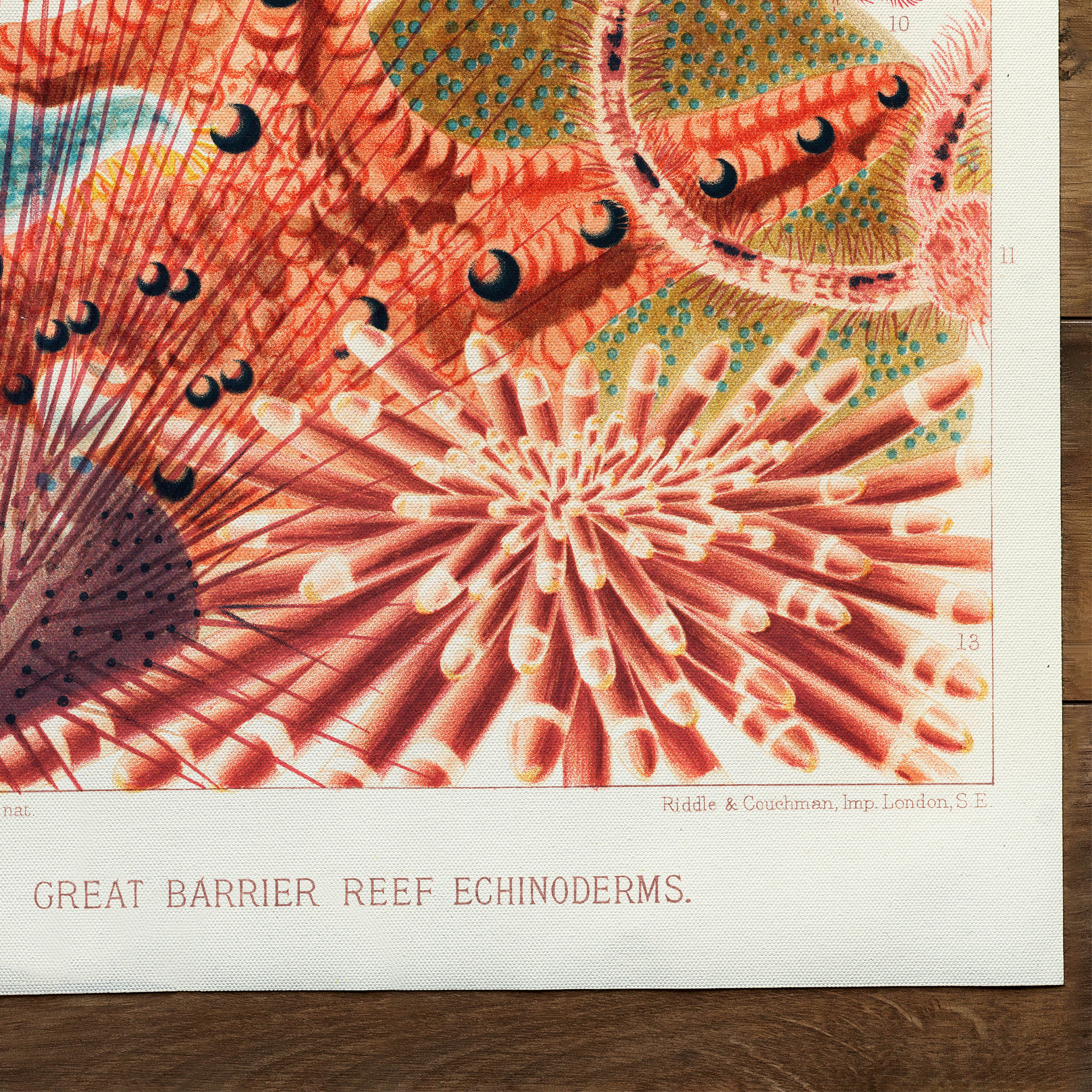 Great Barrier Reef Echinoderms from The Great Barrier Reef of Australia ...
