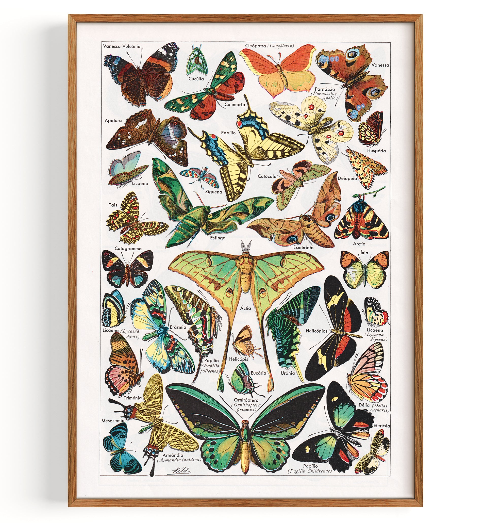 Vintage Schmetterlinge (undatiert) de Unbekannt Fine Art Print ...