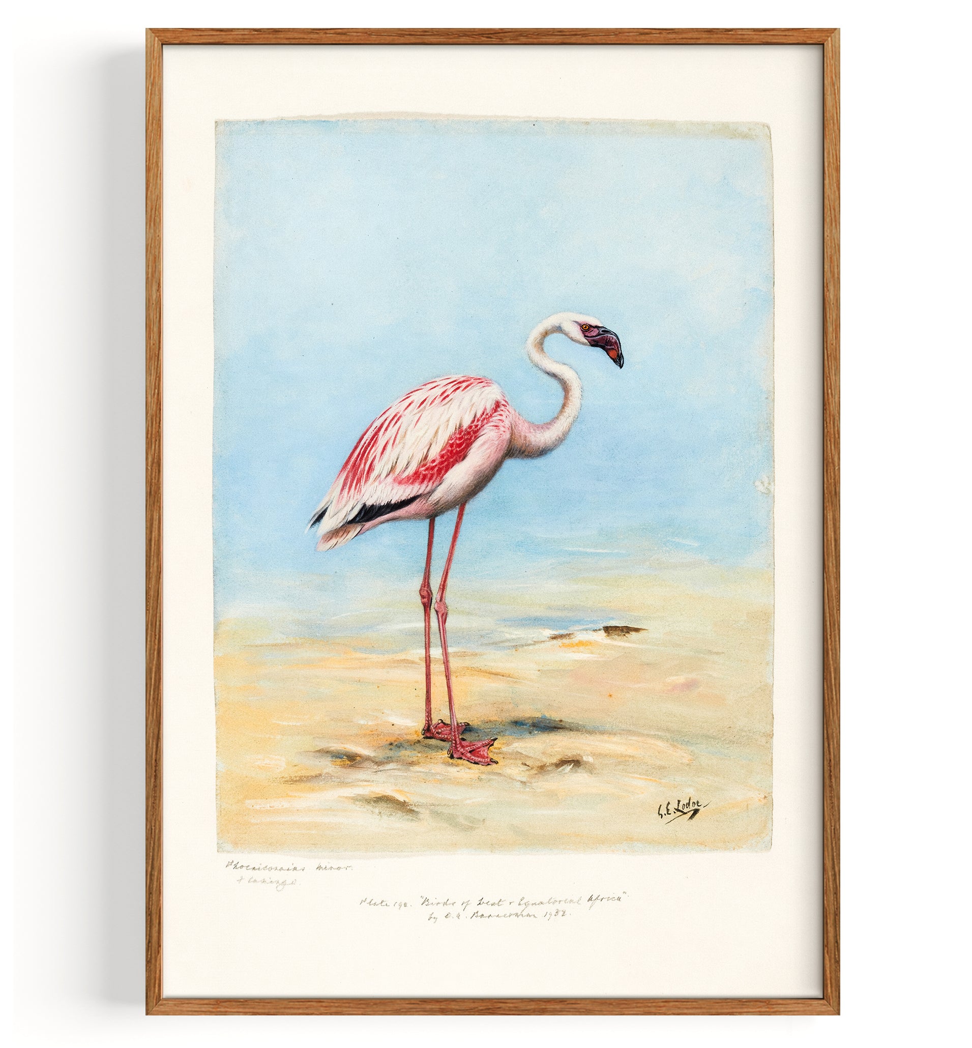 Flamingo (1860–1954) van George Edward Lodge Fine Art Print, Kunstdruck ...