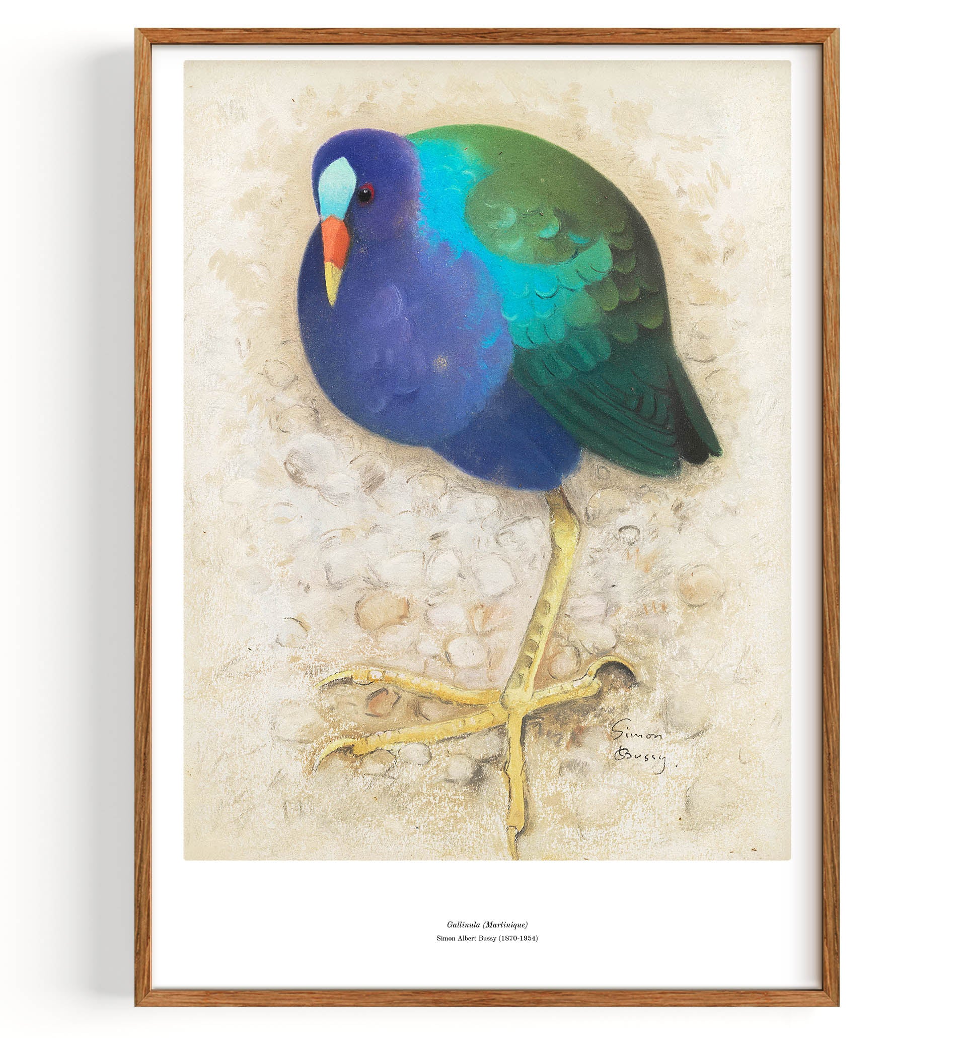 Gallinula (Martinique) (1869-1954) van Simon Albert Bussy Fine Art ...