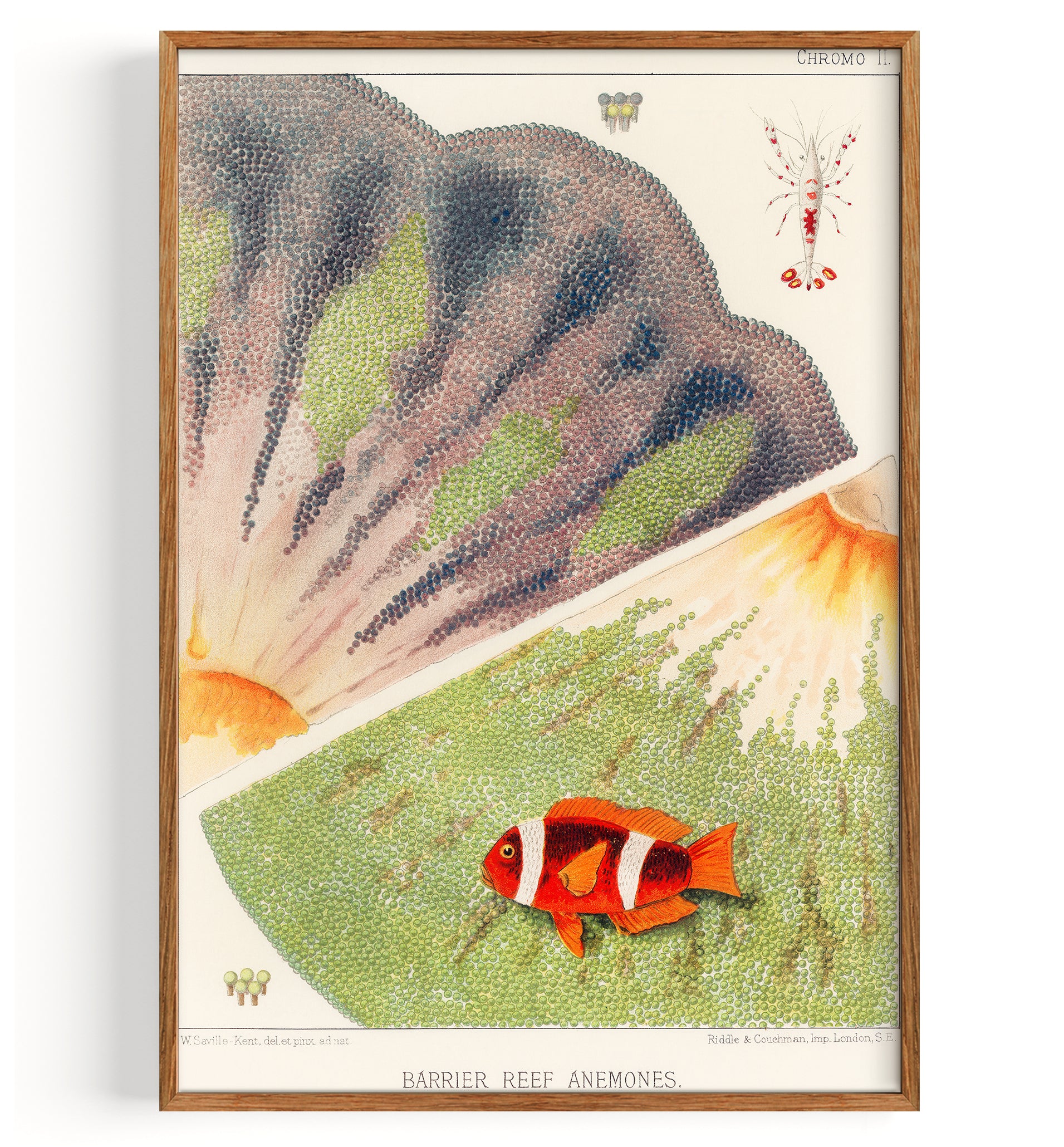 Illustration From The Great Barrier Reef Of Australia (1893) by William ...