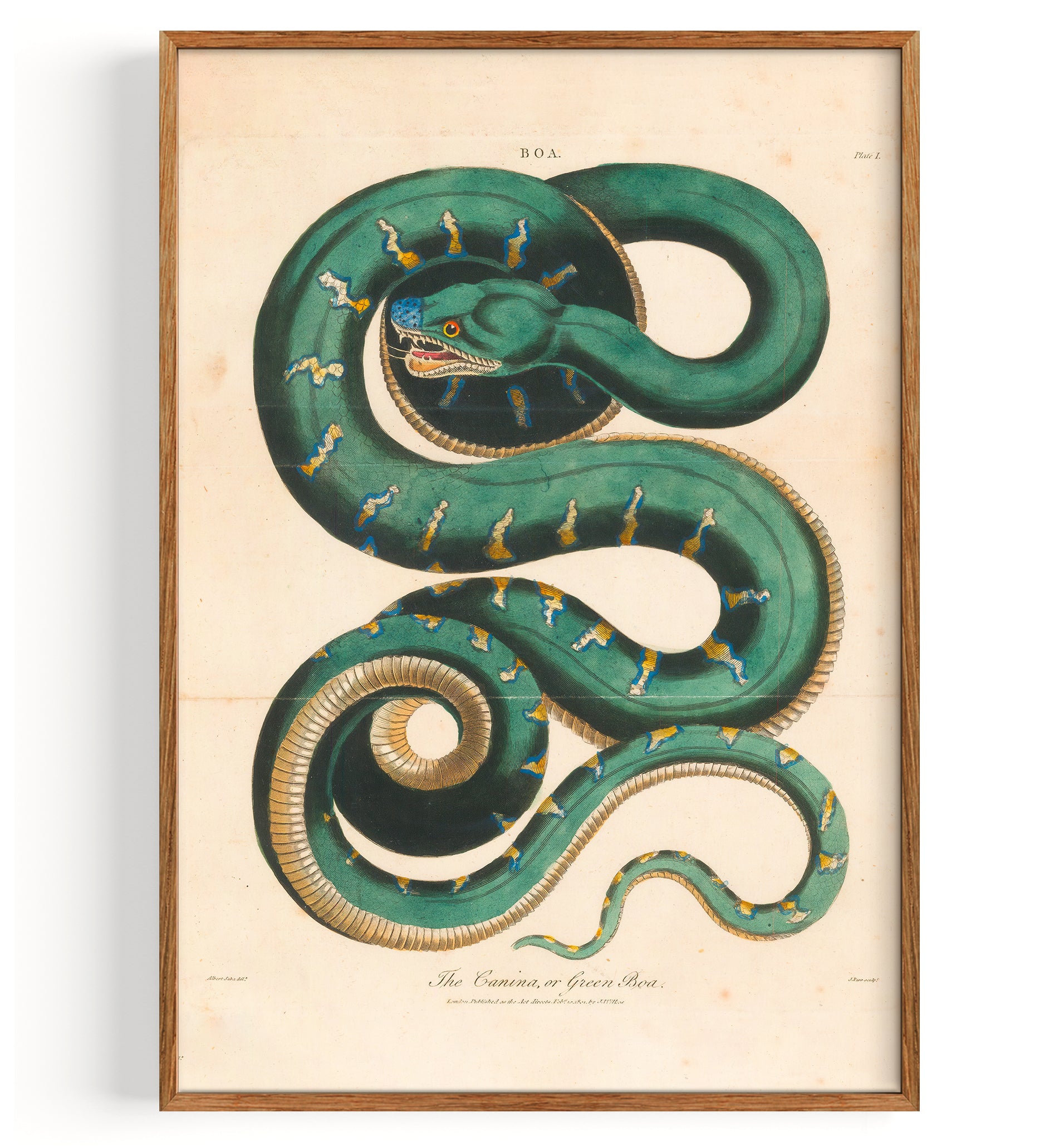 Snake Boa Constrictor (1810) by John Wilkes Fine Art Print, Art Print ...