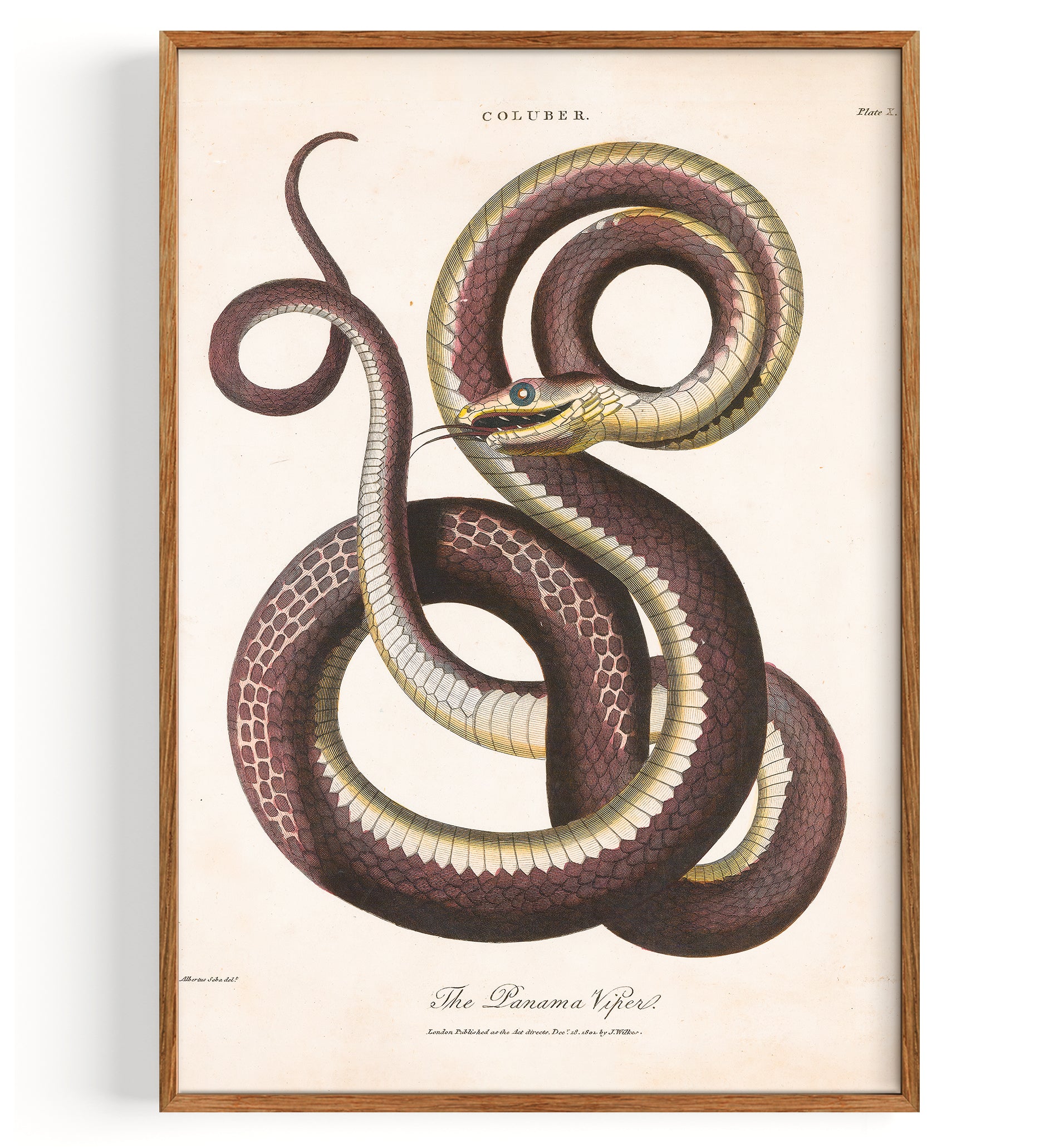 Snake Viper Ii (1810) by John Wilkes Fine Art Print, Art Print, Poster ...