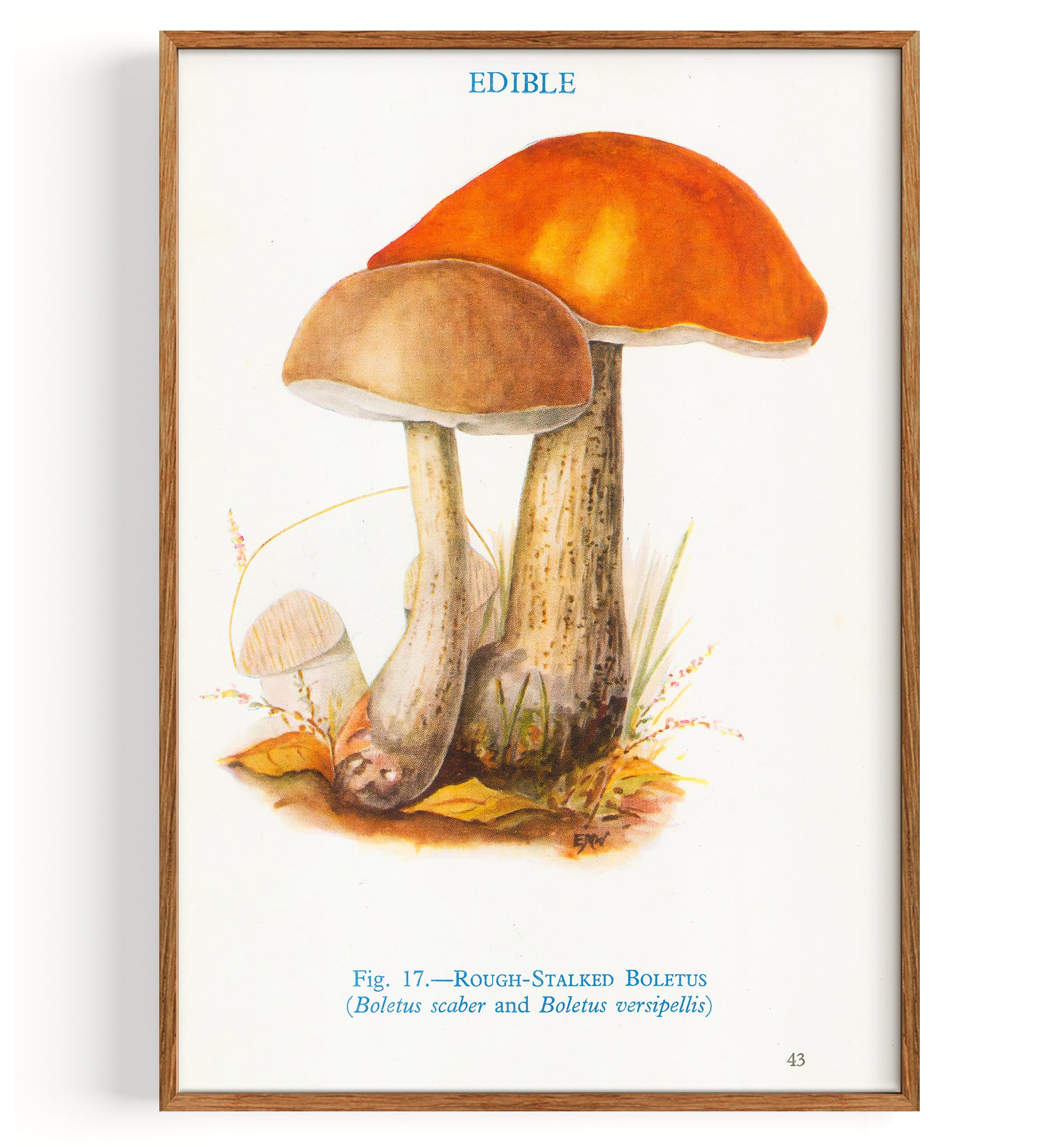 Paddestoelen ruwe steelboleet (1947) van Thomas Formann Fine Art Print ...