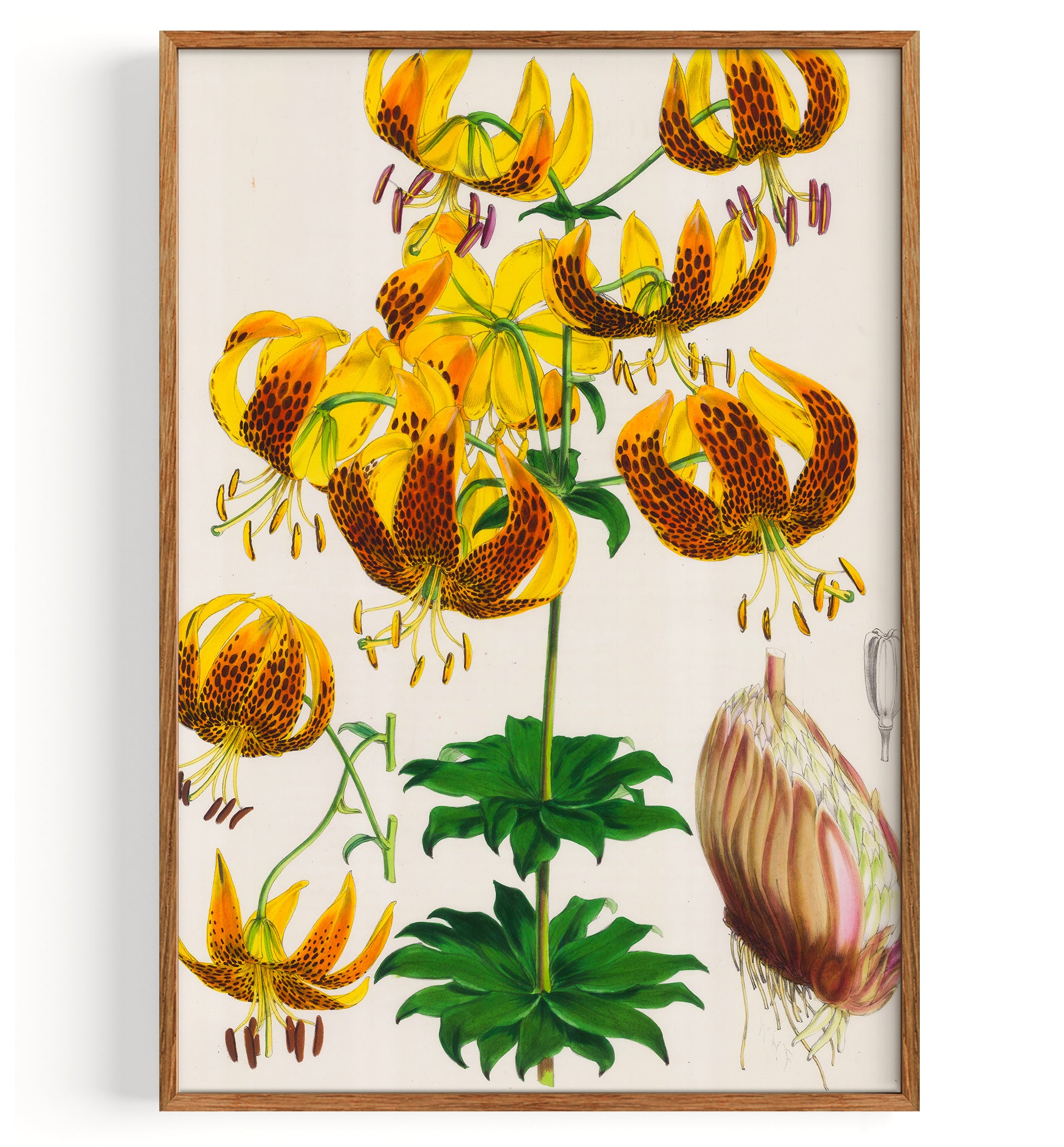 Lily Humboldt S Lily (1880) van Walter Hood Fitch Fine Art Print ...