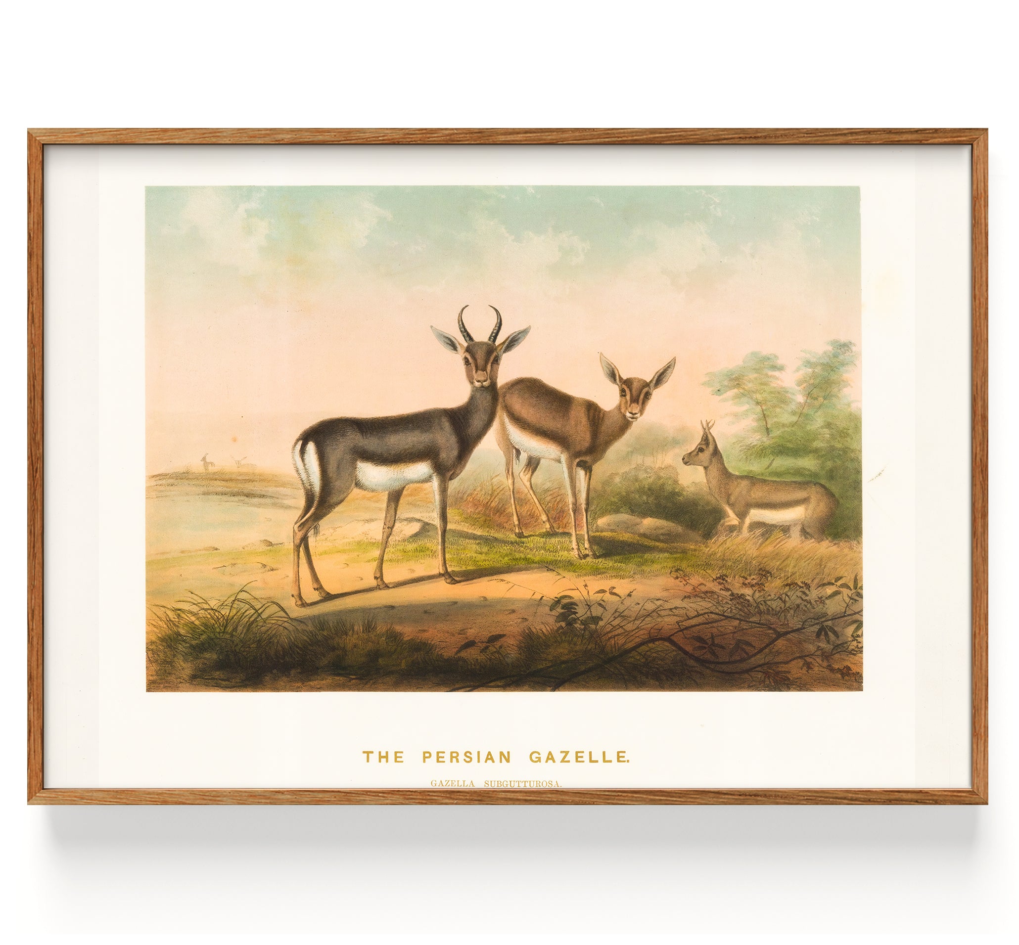 Gazelle Persian Gazelle (1861) by Joseph Wolf Fine Art Print, Art Print ...
